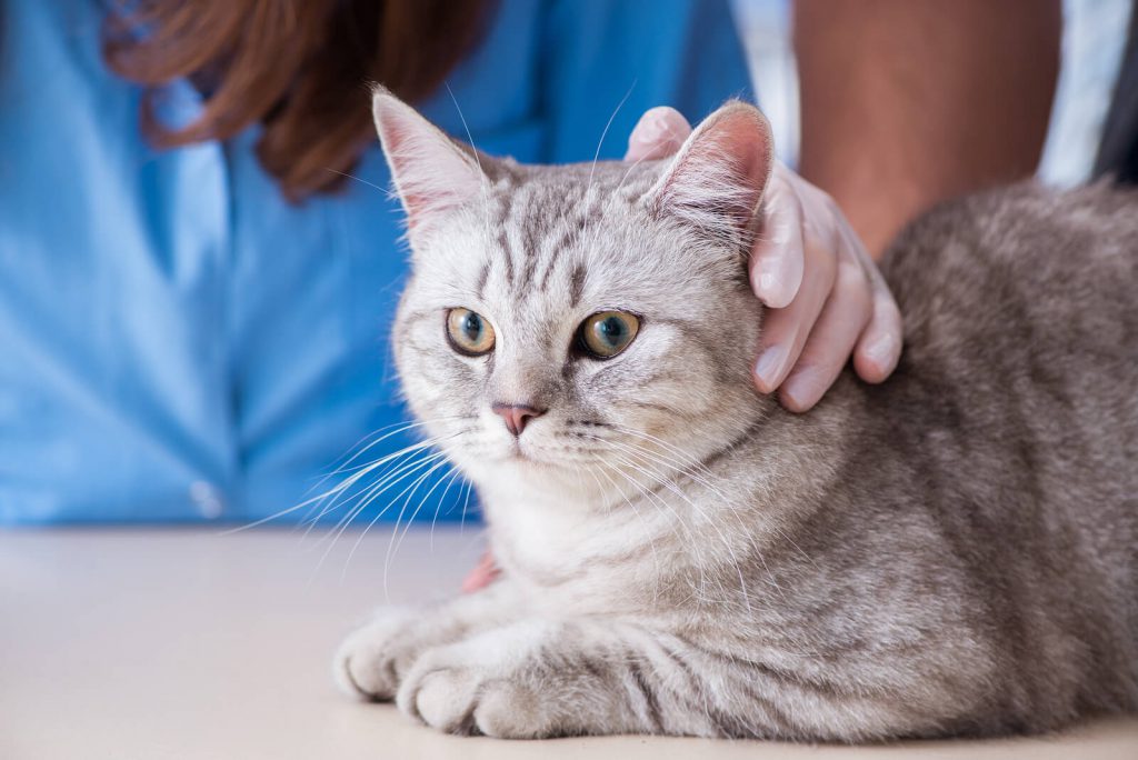 Cat Leukemia | Forms of the Disease | Treatment Infomation