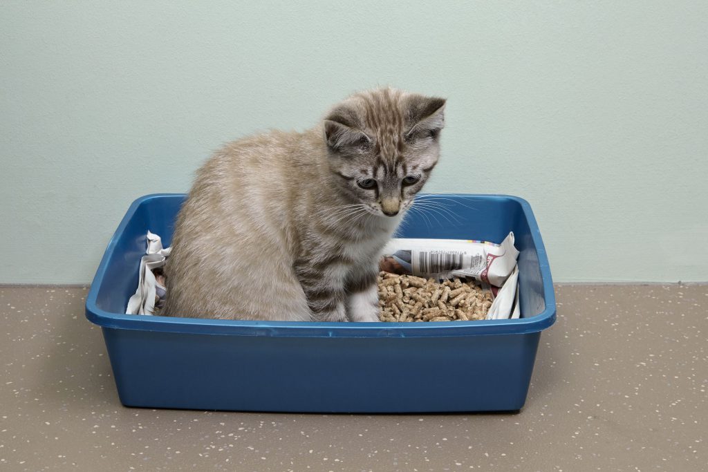 Top Cat Litter Info Facts Should Shouldn t Guide Top Cat Litter Info Facts Should Shouldn t Guide