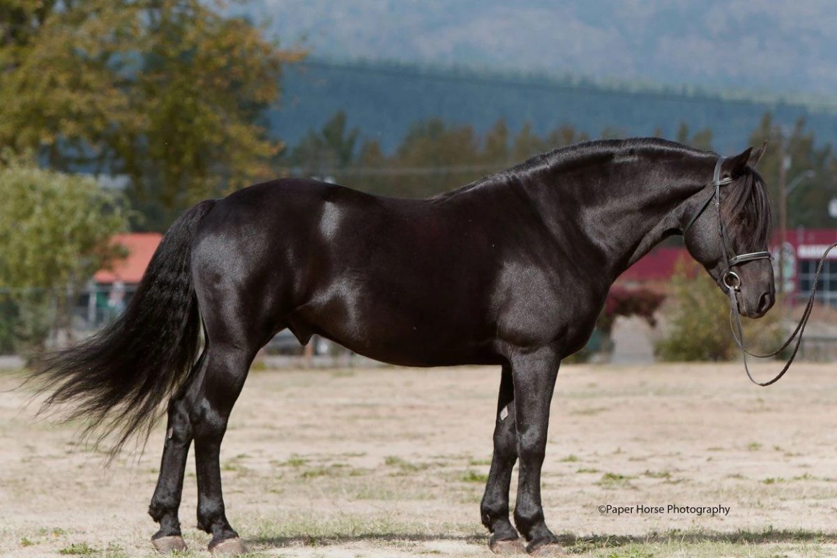 Canadian Horse (History, Facts, Qualities, Color & More 2020)