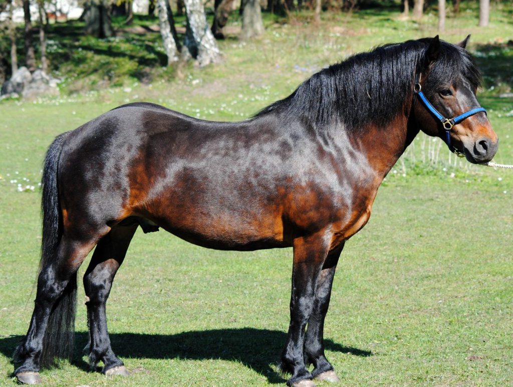 Gotland Pony - Origin, Characterstic, Features & More