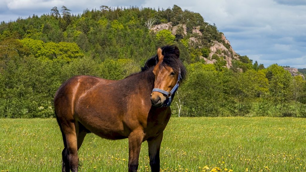 Gotland Pony - Origin, Characterstic, Features & More