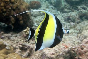 Moorish Idol Fish - Information Food & Best Tips To Take Care