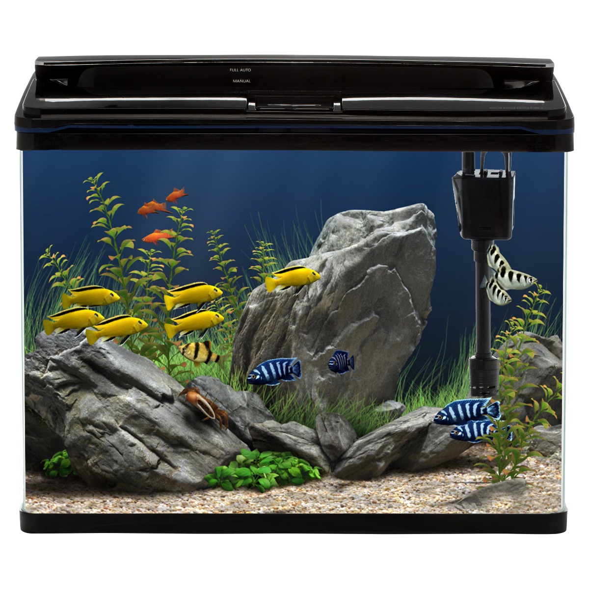 Aquarium Fish Care & Guide | Setting Up Your First Aquarium