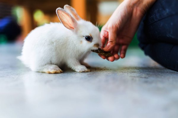 Rabbit Cross Breeding(Mating) | Best Information & Guide