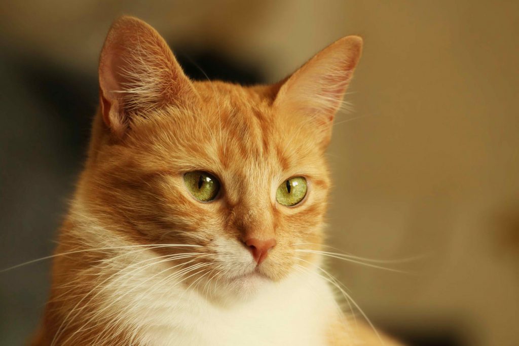 Information about Cat Shock | How to Treat a Cat in Shock