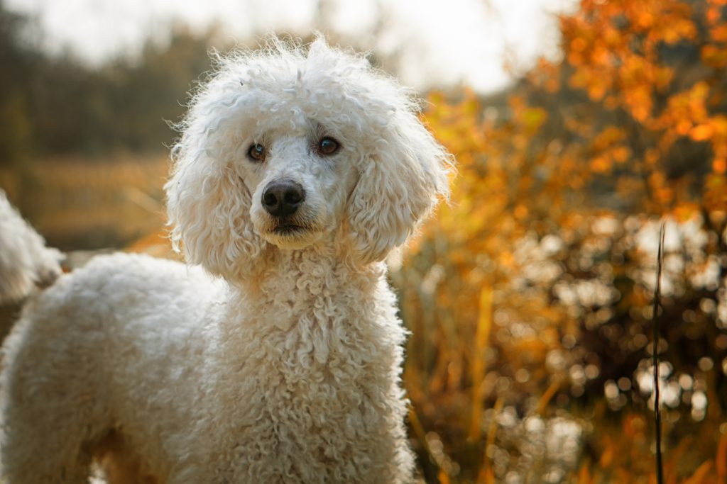 Standard Poodle Dog | History, Characteristics & Health