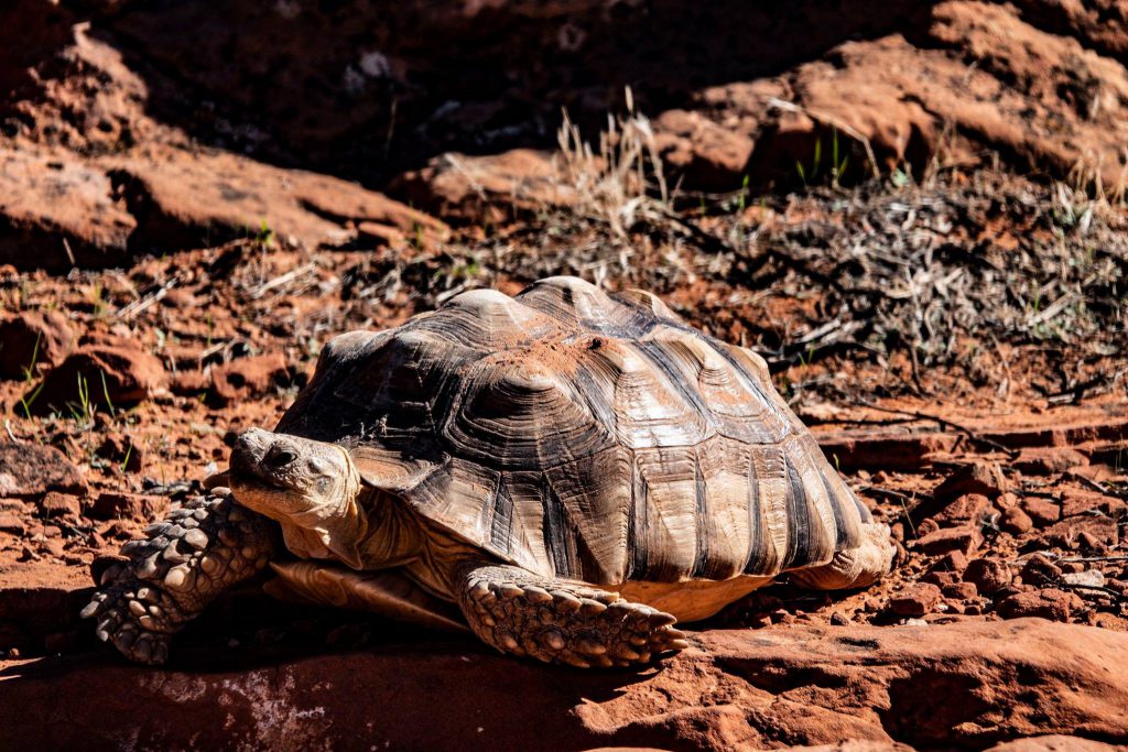 Interesting turtle facts (Information About Turtle Shell & More)