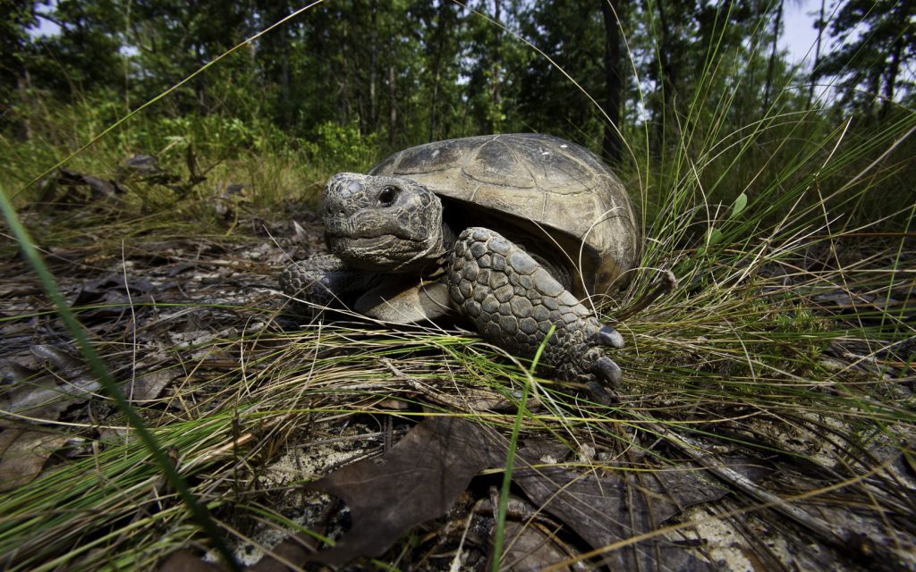 Florida Gopher Tortoise Care Tips, Habit, Breeding | Review 2020