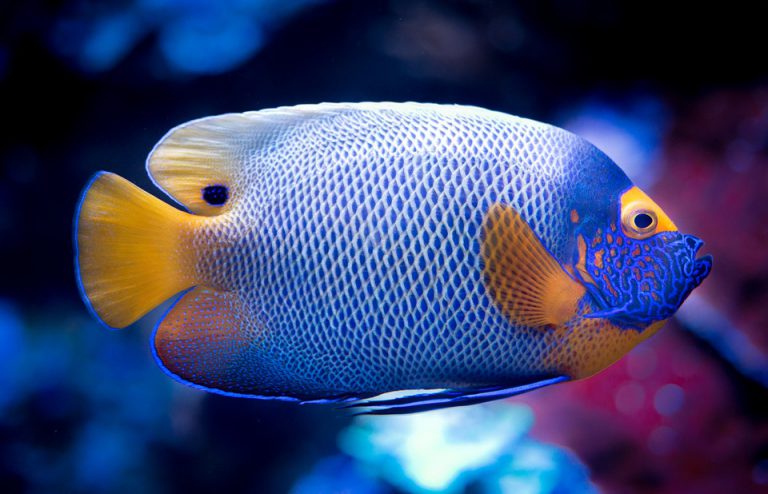 Best Information About Schooling Tropical Fish & Guide